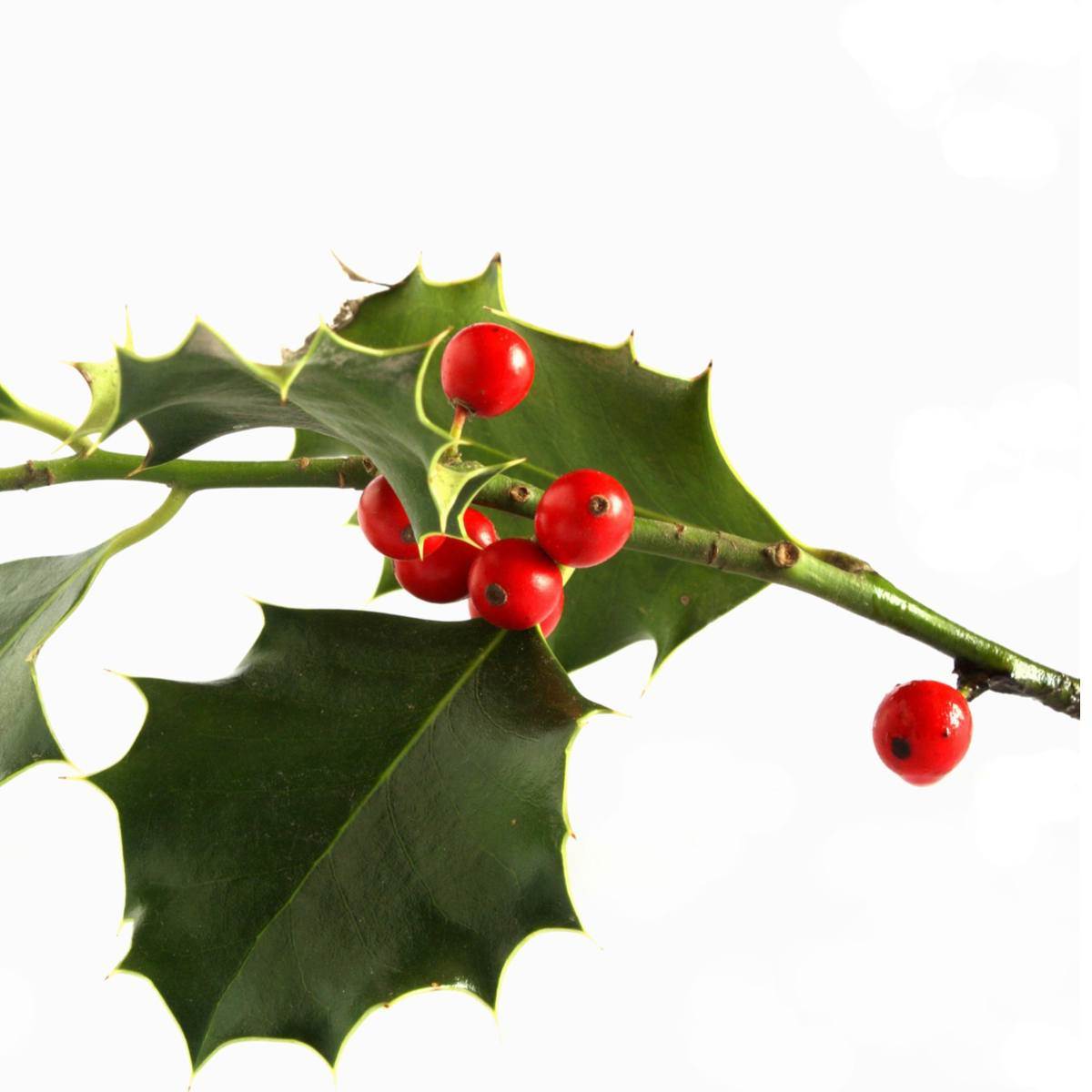 Fragon Racine Extrait Sec 10% Ruscogénines - Ruscus Aculeatus L.